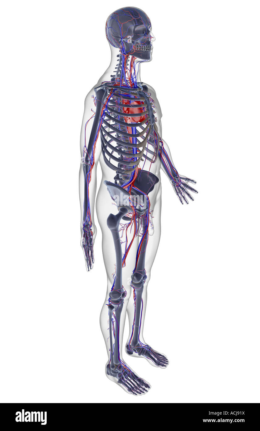 The vascular system Stock Photo - Alamy