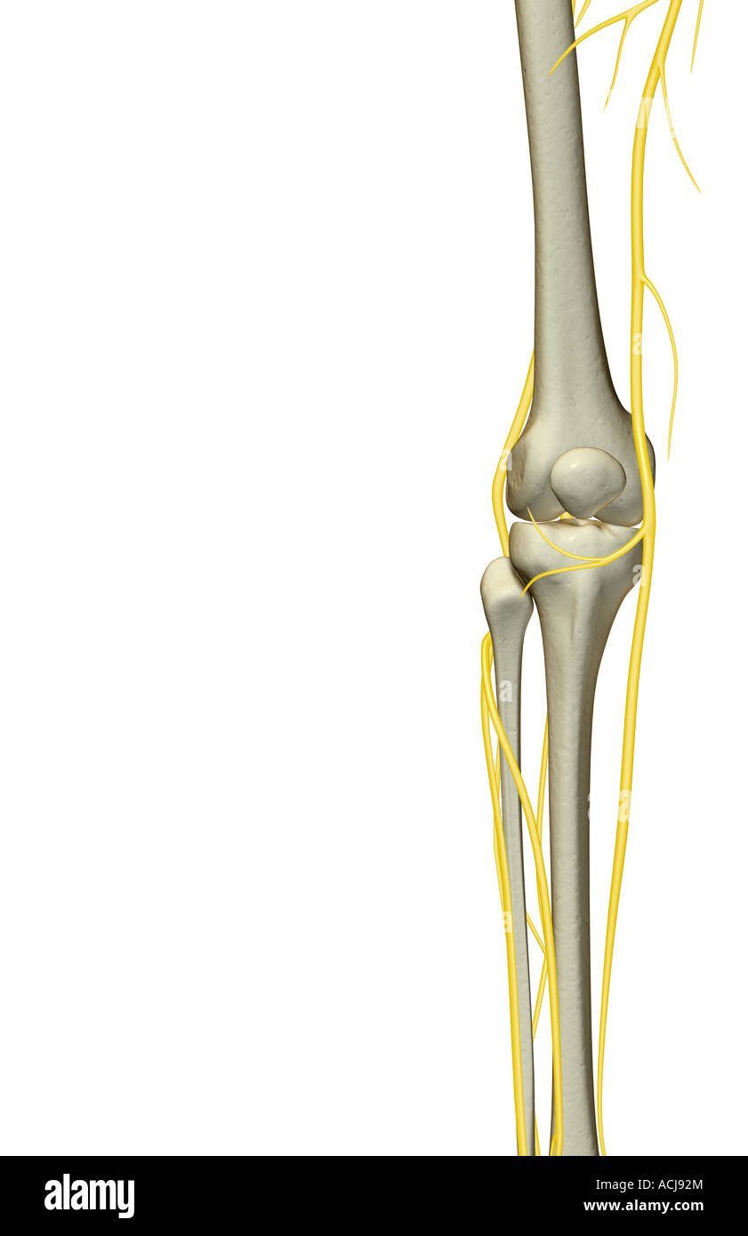 Saphenous nerve hi-res stock photography and images - Alamy