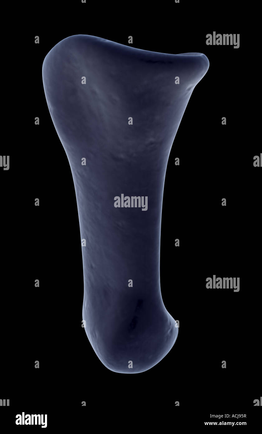 Middle finger bones hi-res stock photography and images - Alamy