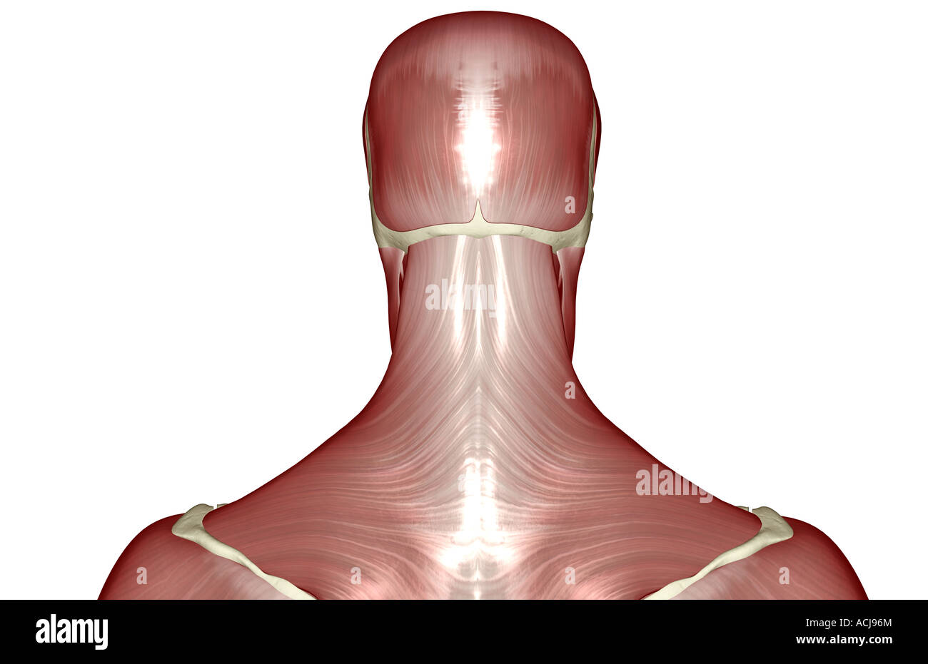 The muscles of the head and neck Stock Photo - Alamy