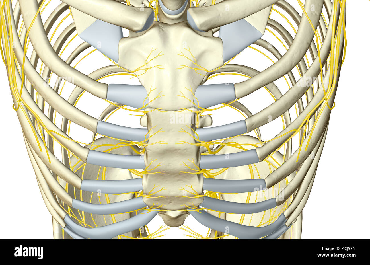 Thoracic Nerves High Resolution Stock Photography and Images - Alamy