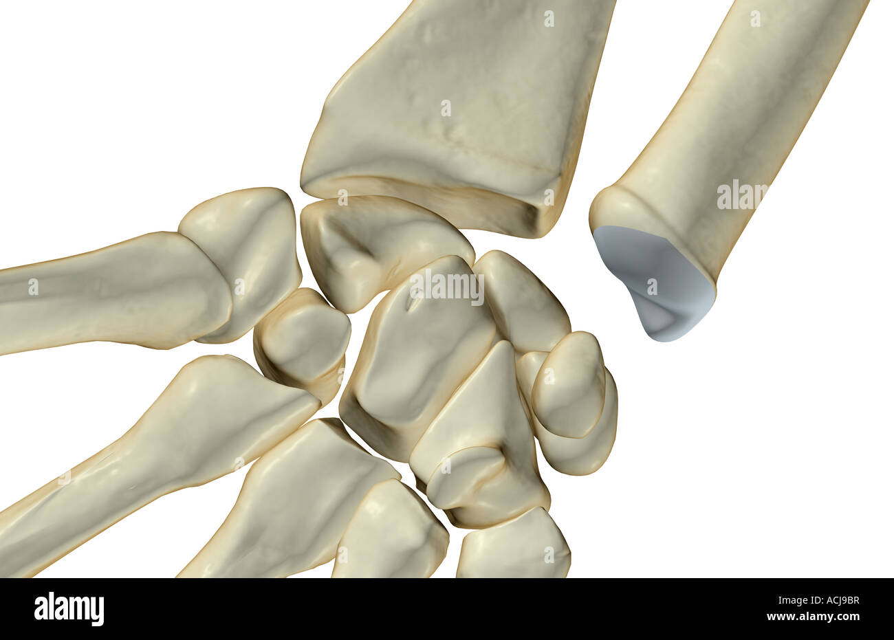 Close Up View Bones Hand Bones High Resolution Stock Photography and ...