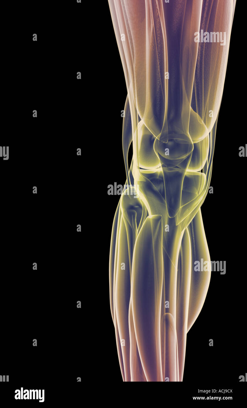 The muscles of the knee Stock Photo - Alamy