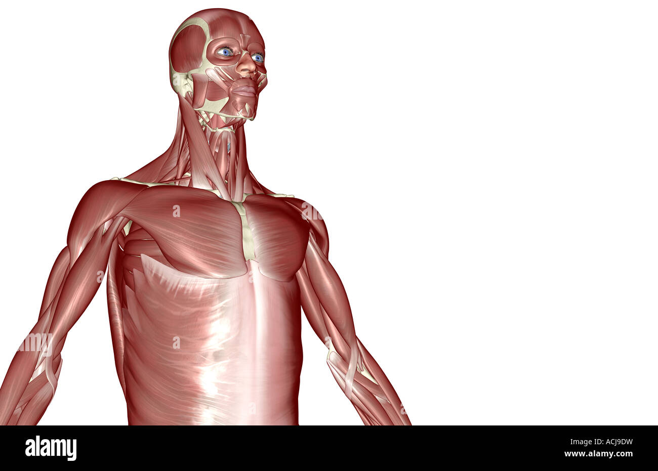 The muscles of the upper body Stock Photo - Alamy