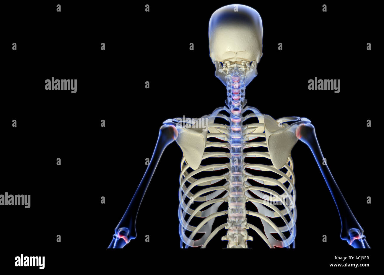 The bones of the upper body Stock Photo - Alamy