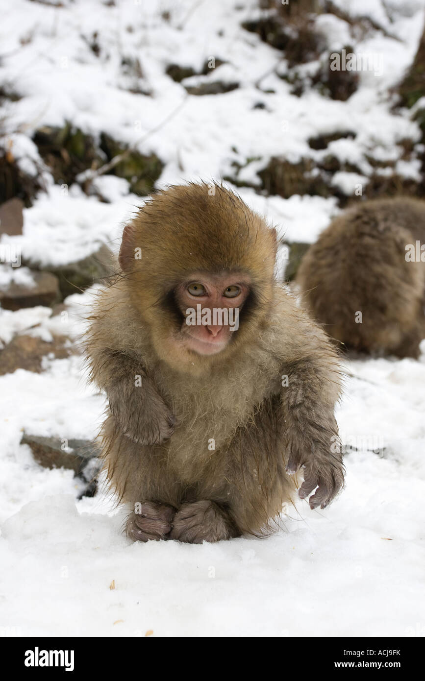Young snow monkey in snow Stock Photo - Alamy