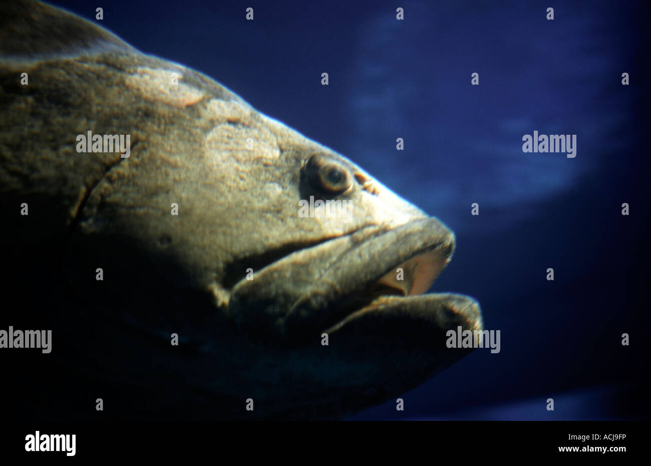 Very large fish close up in an aquarium Stock Photo - Alamy