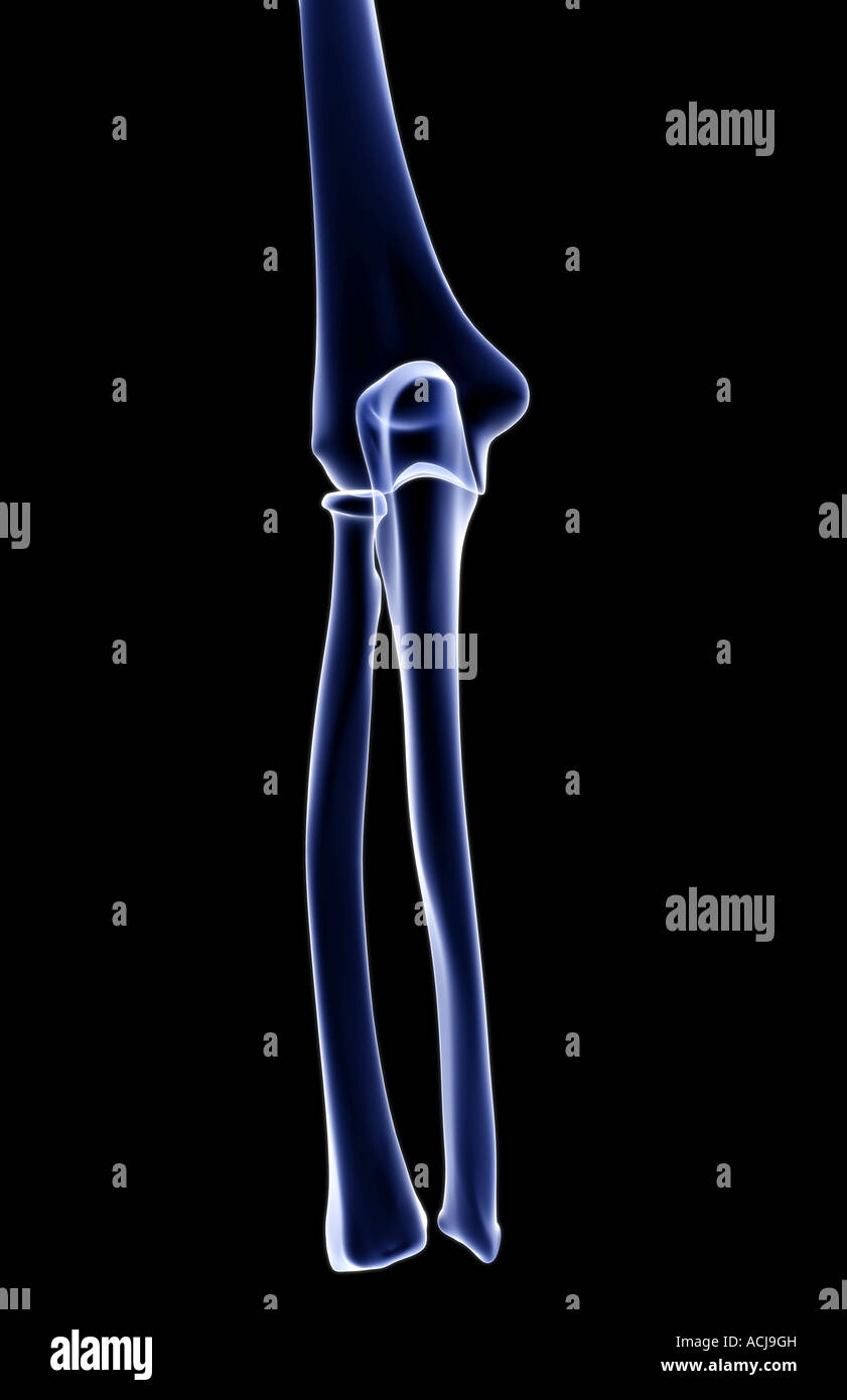 The bones of the elbow Stock Photo - Alamy