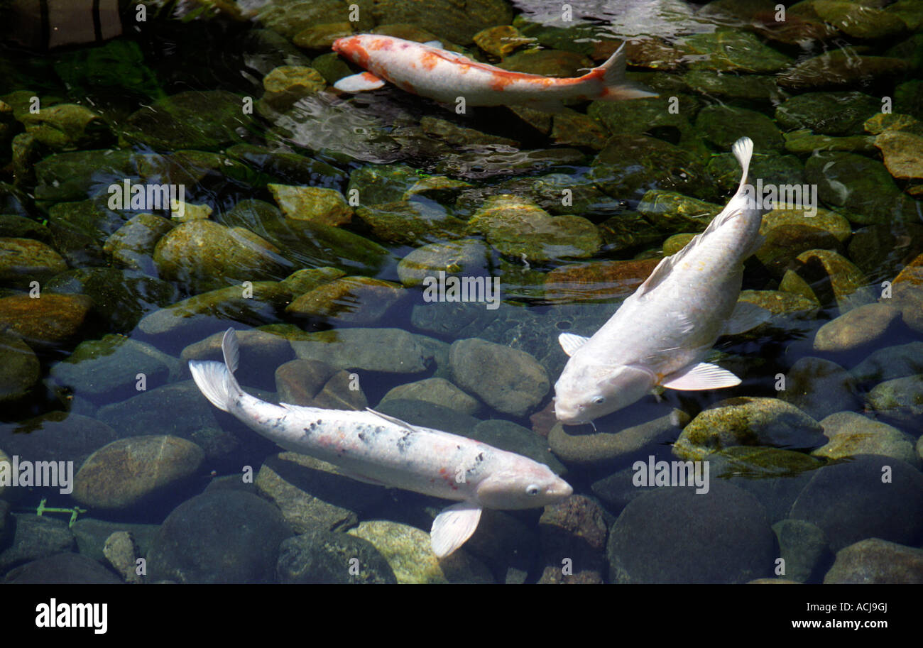 Large carp fish in an ornamental pond Stock Photo - Alamy