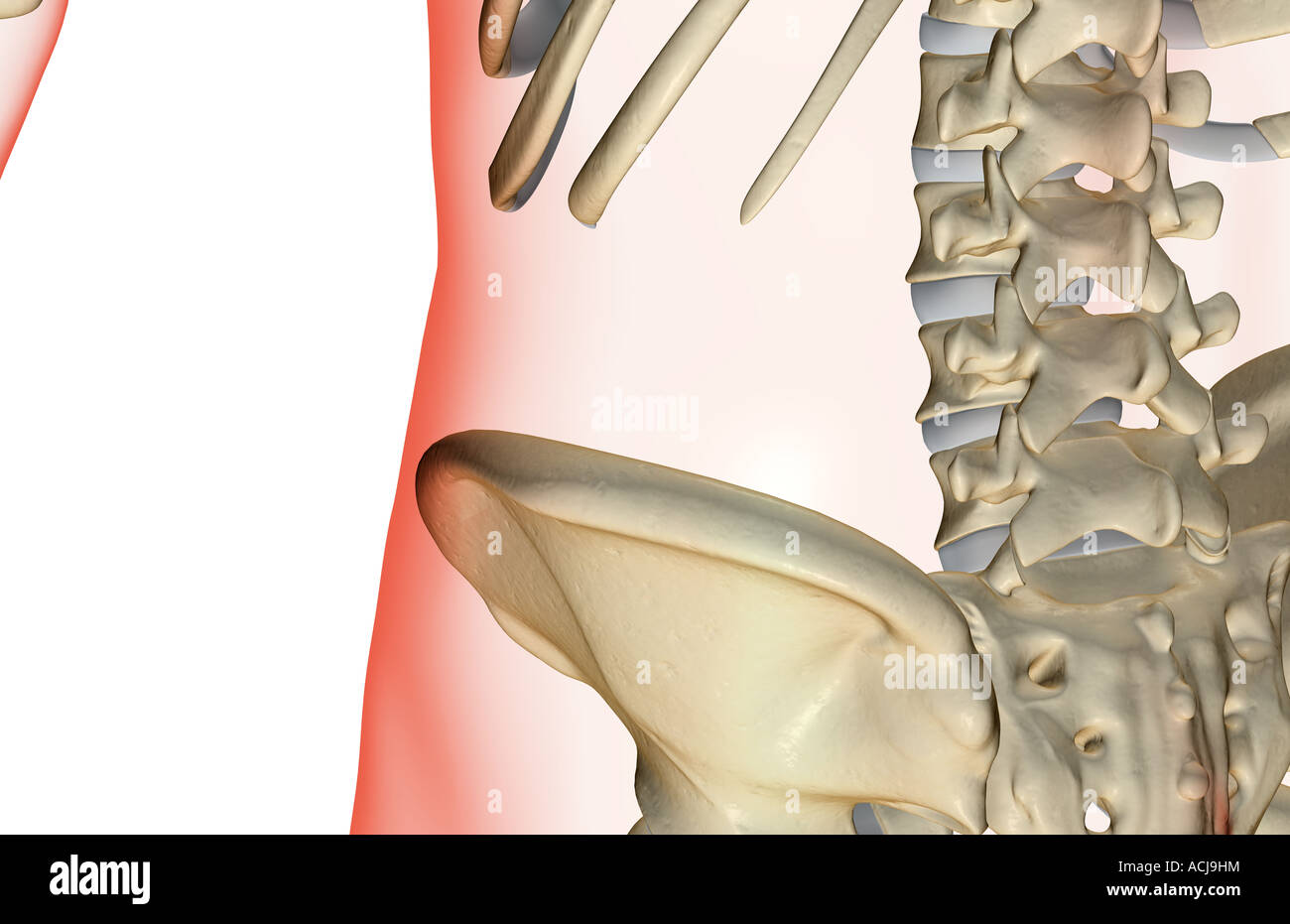 The bones of the lower back Stock Photo - Alamy