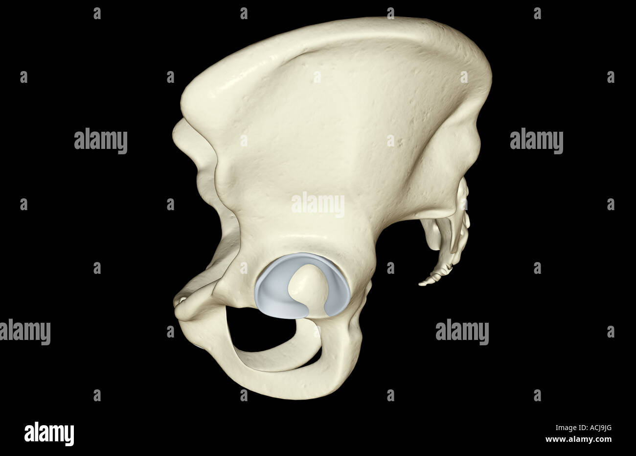 Ischial hi-res stock photography and images - Alamy