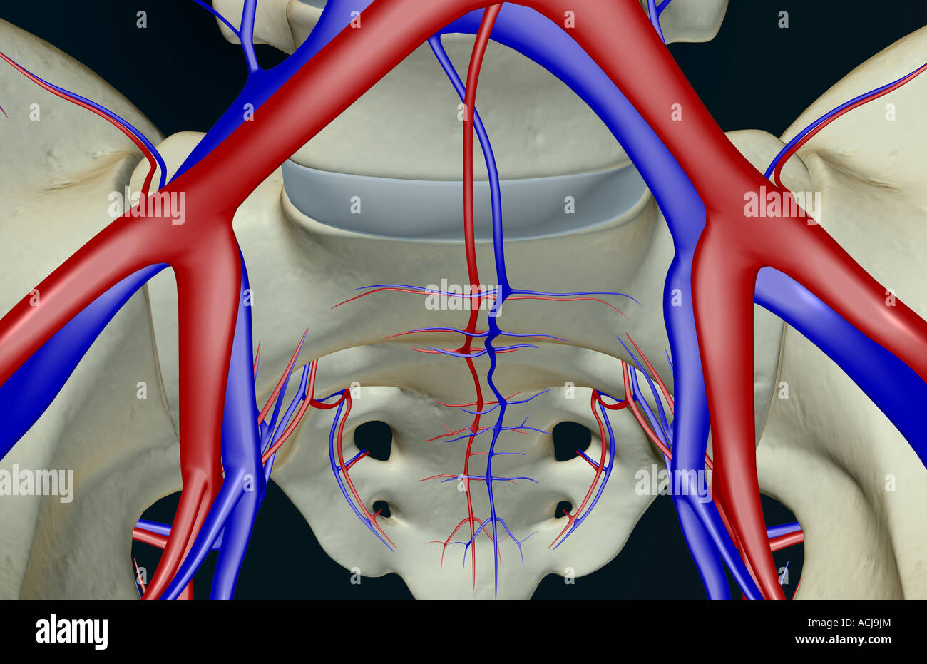 Sacral vein hi-res stock photography and images - Alamy