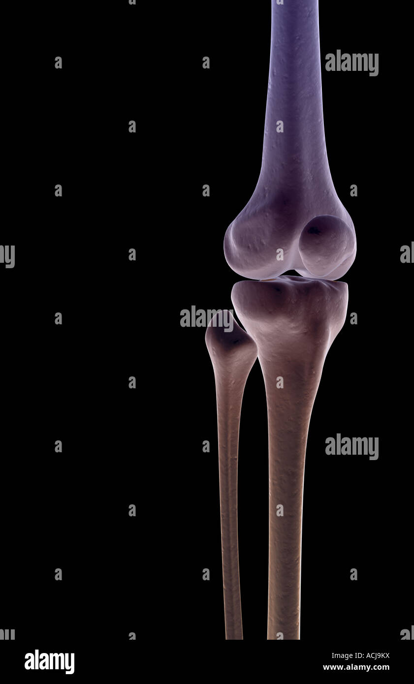 The bones of the knee Stock Photo - Alamy