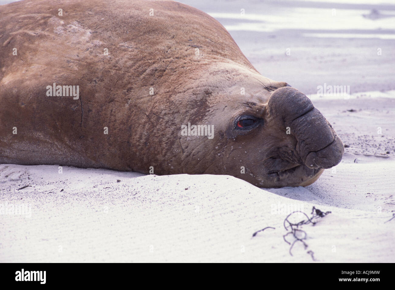 Molting southern elephant seal hi-res stock photography and images - Alamy