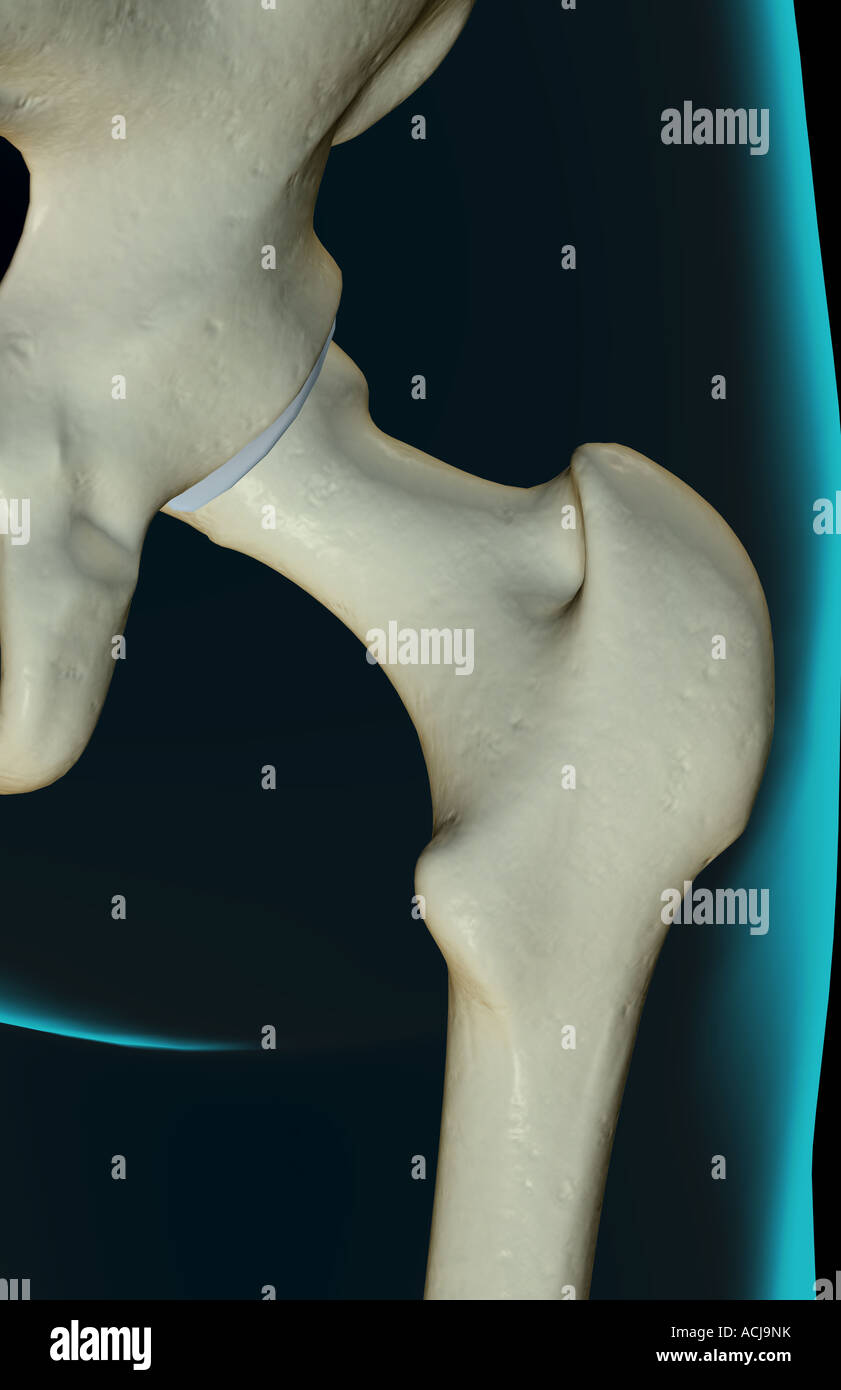 The bones of the hip Stock Photo - Alamy