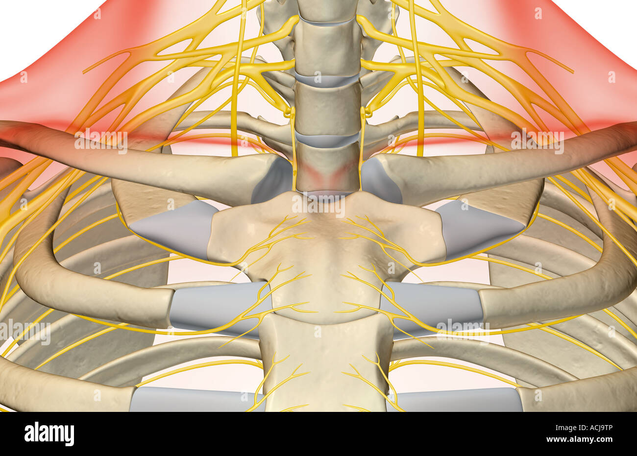 The nerves of the neck Stock Photo - Alamy