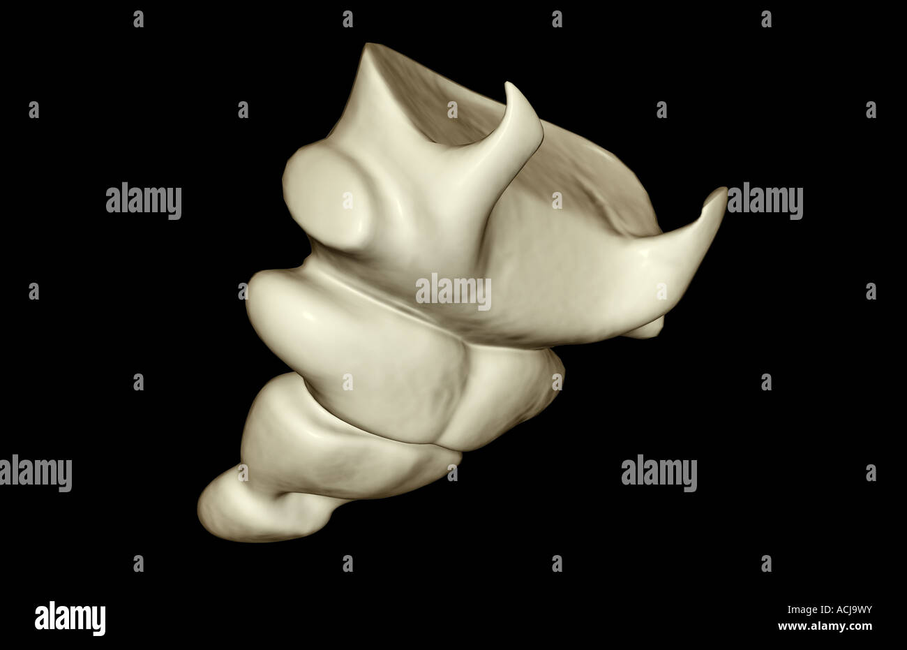 The tail bone Stock Photo - Alamy