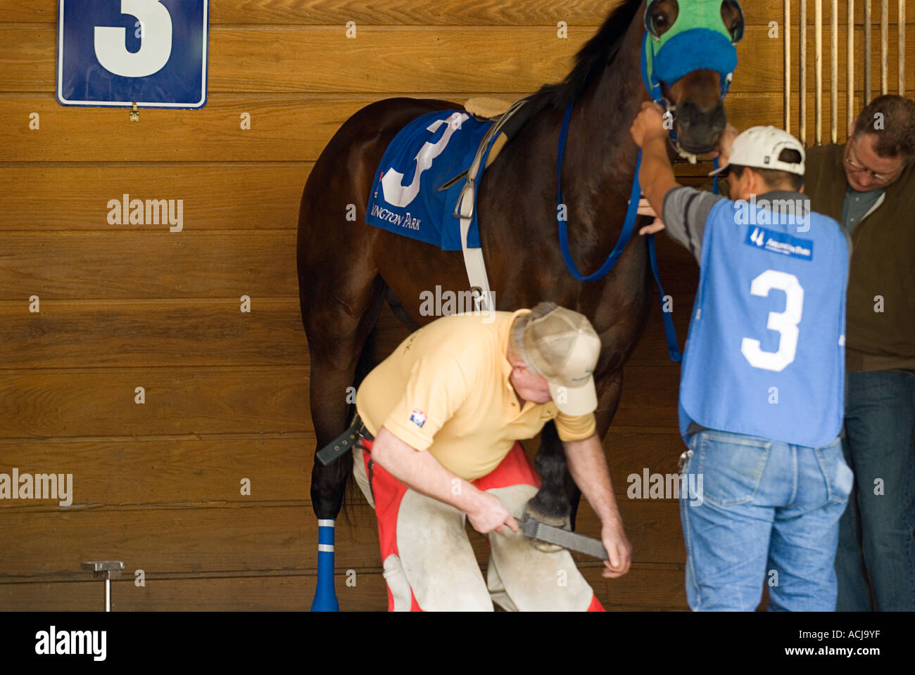 Three legged horse hi-res stock photography and images - Alamy