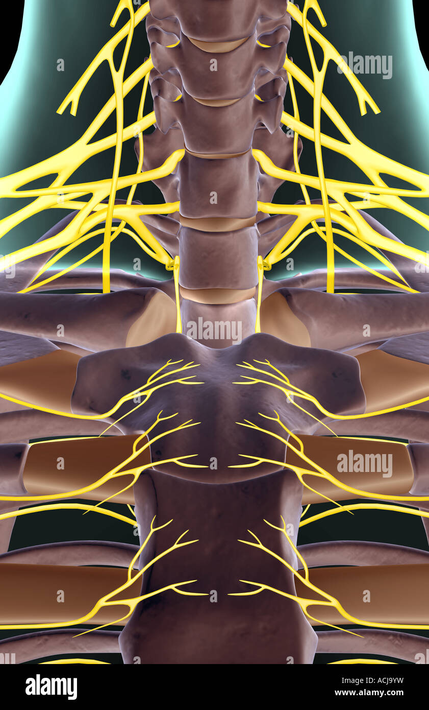 The nerves of the neck Stock Photo - Alamy