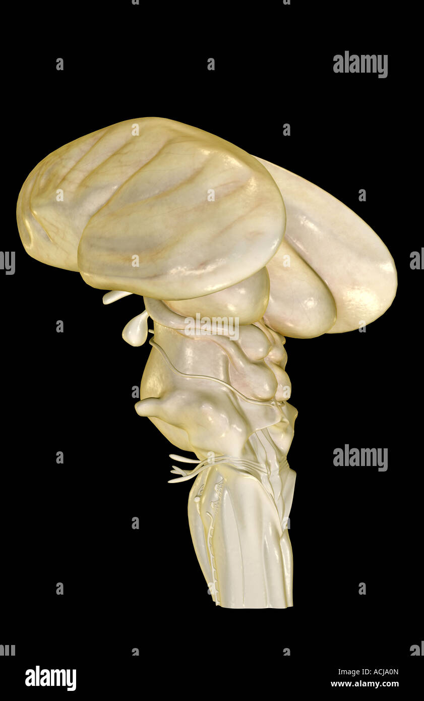 Brainstem hi-res stock photography and images - Alamy