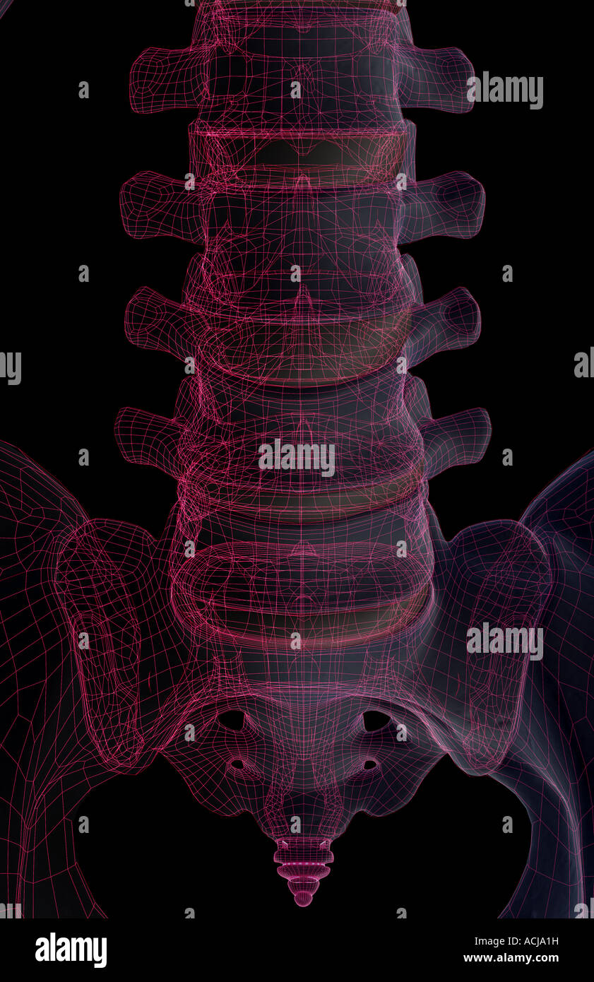 The bones of lumbar vertebrae Stock Photo - Alamy