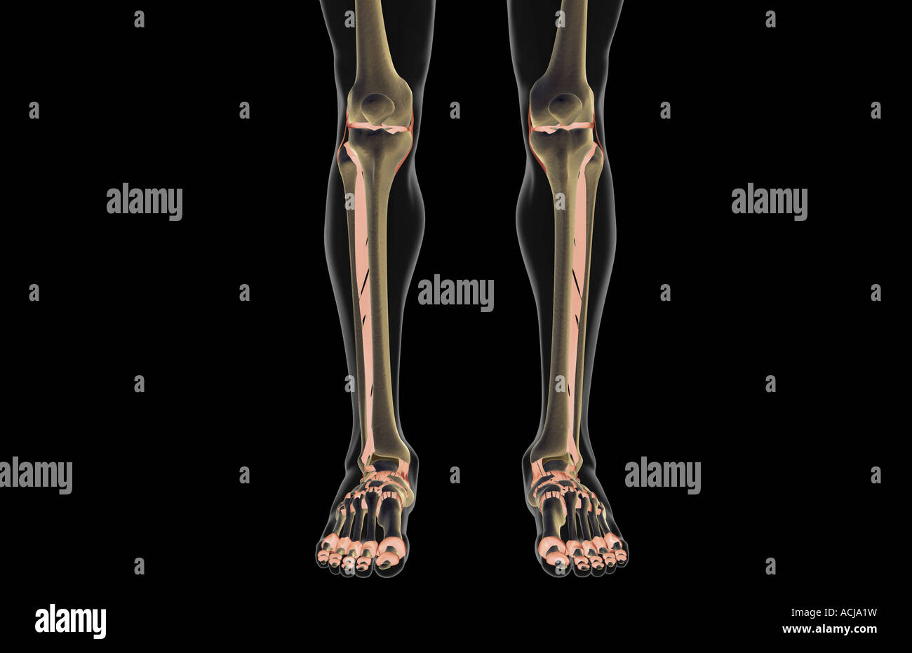The ligaments of the leg Stock Photo - Alamy