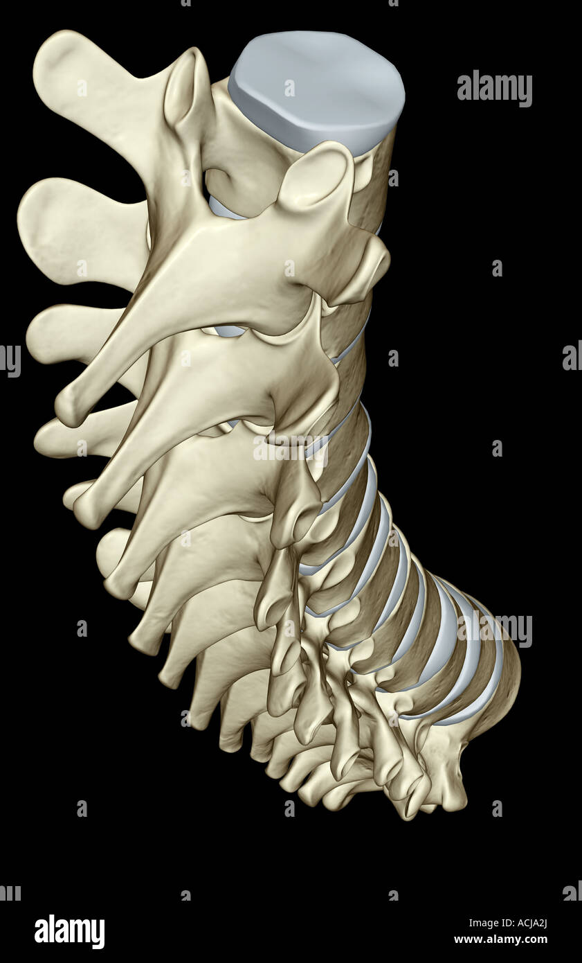 The vertebral column Stock Photo - Alamy