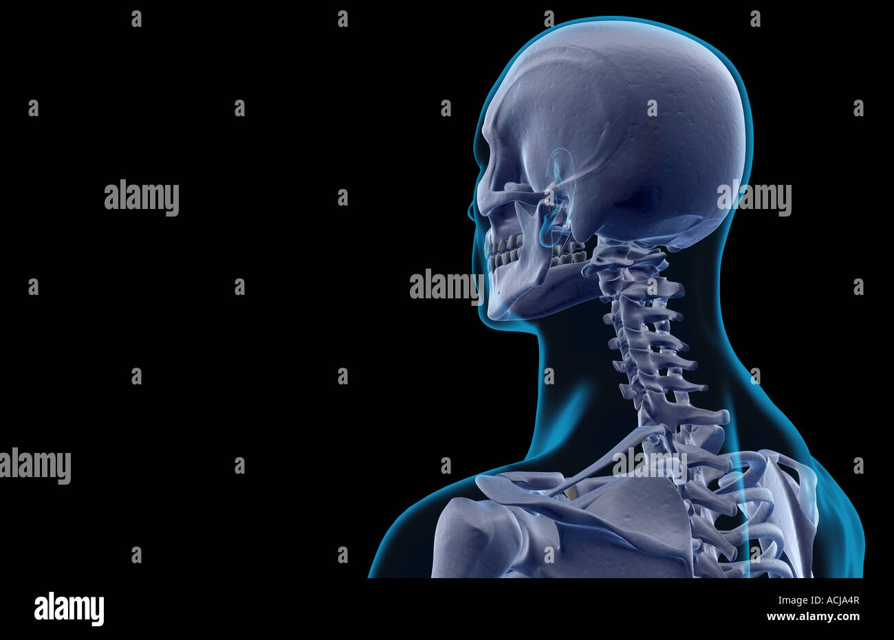 The bones of the head and neck Stock Photo - Alamy