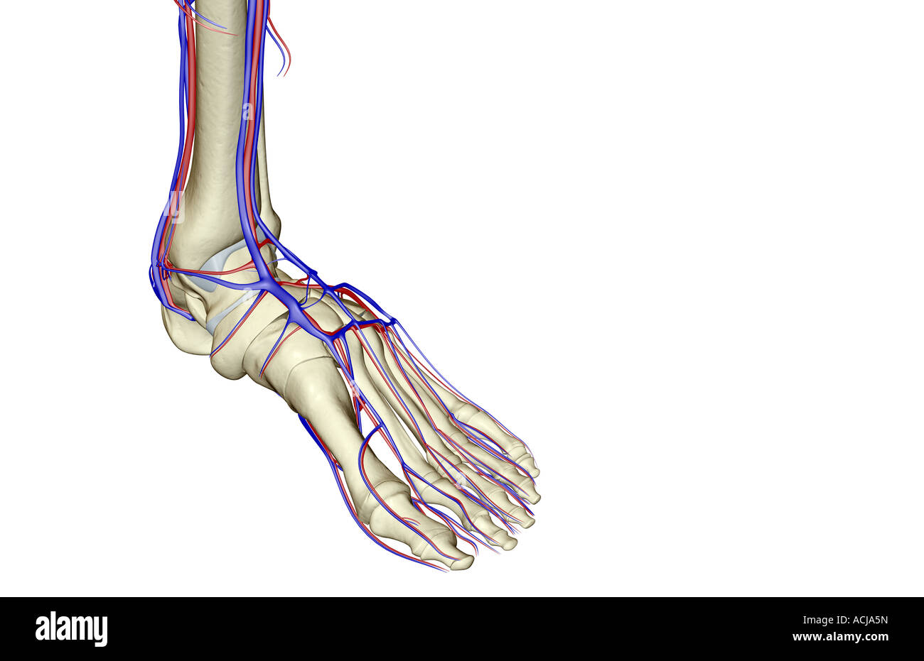 Dorsal Foot Veins How Blood Supply To Dorsum Of The Foot Is Maintained