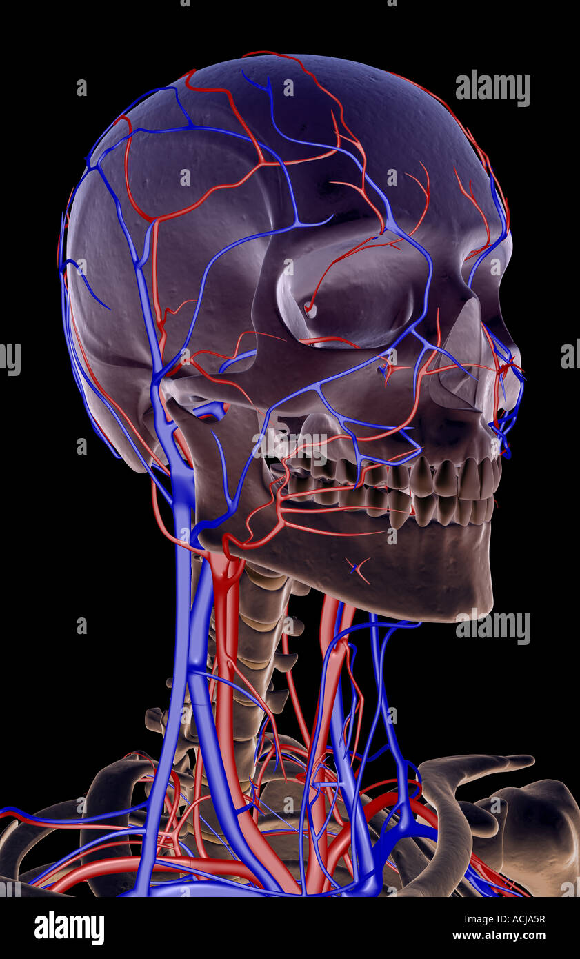 The blood supply of the head neck and face Stock Photo - Alamy