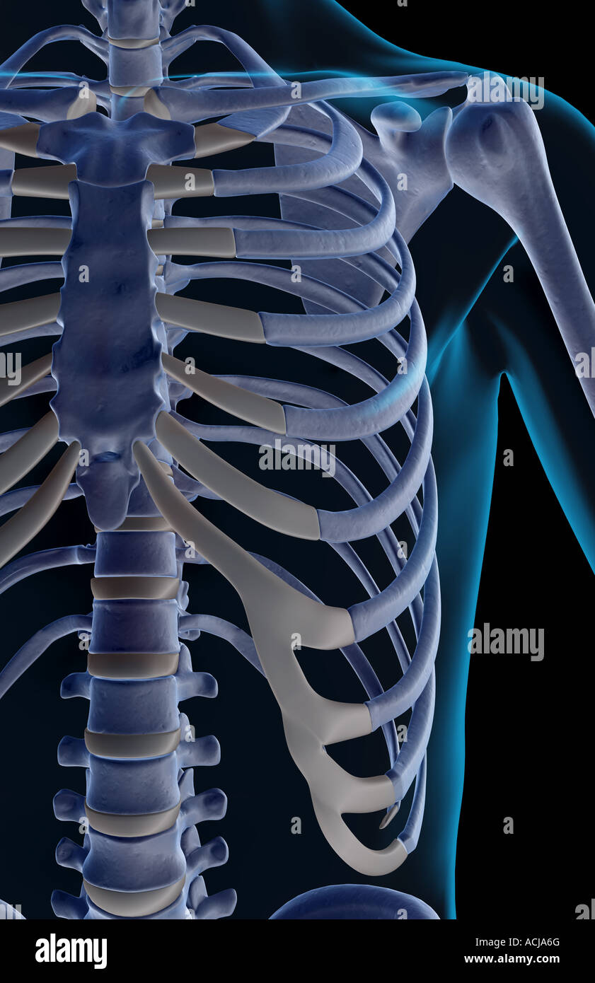 The bones of the shoulder Stock Photo - Alamy