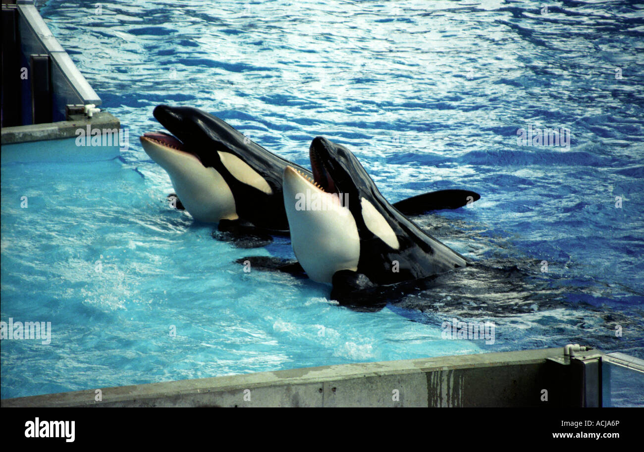 Whale In Swimming Pool