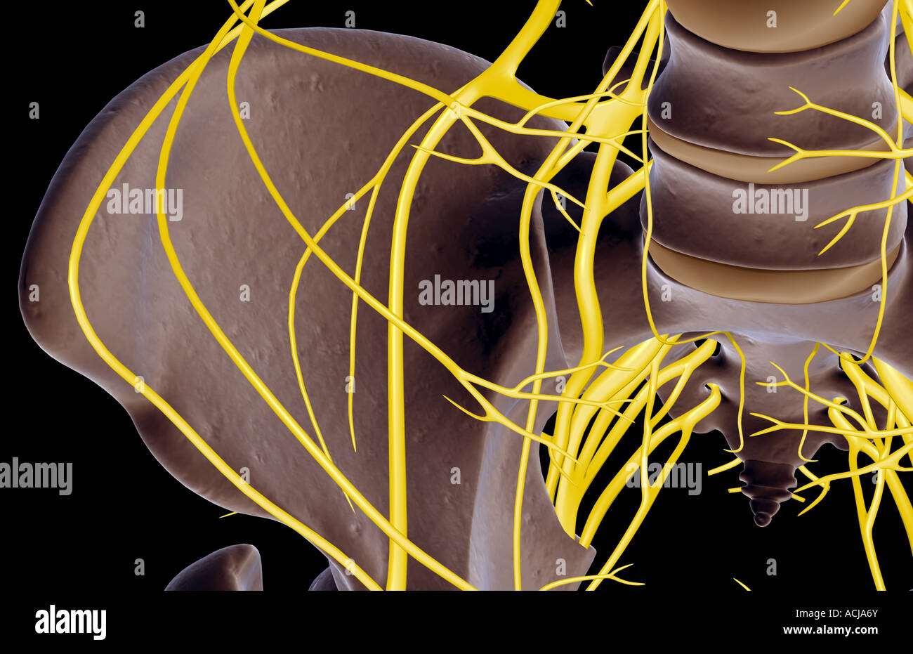 Obturator nerves hi-res stock photography and images - Alamy