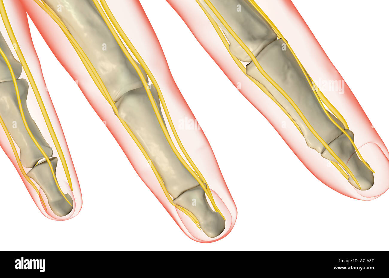 The nerves of the fingers Stock Photo - Alamy