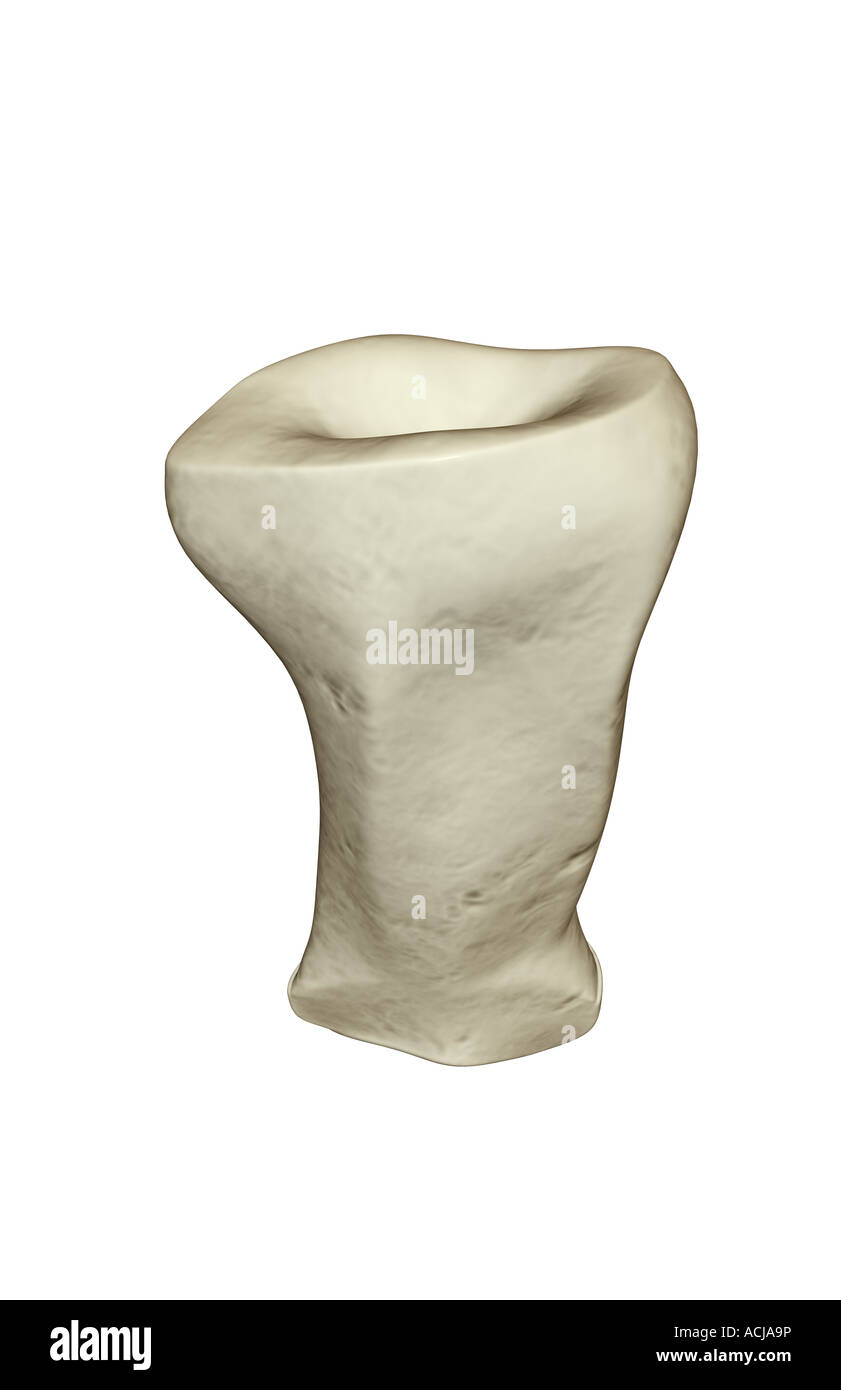 Middle finger bones hi-res stock photography and images - Alamy