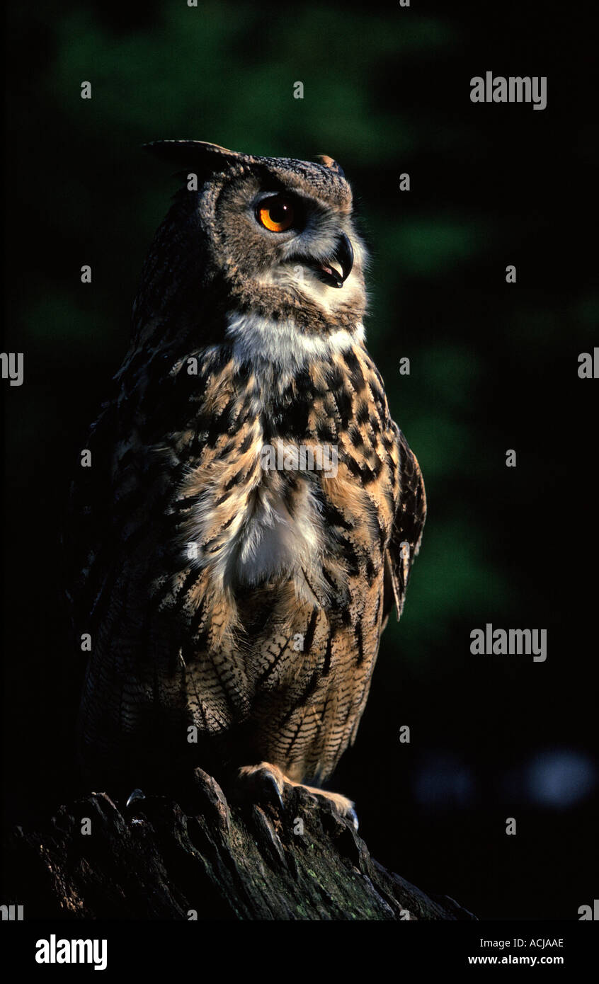 Eule wald hi-res stock photography and images - Alamy