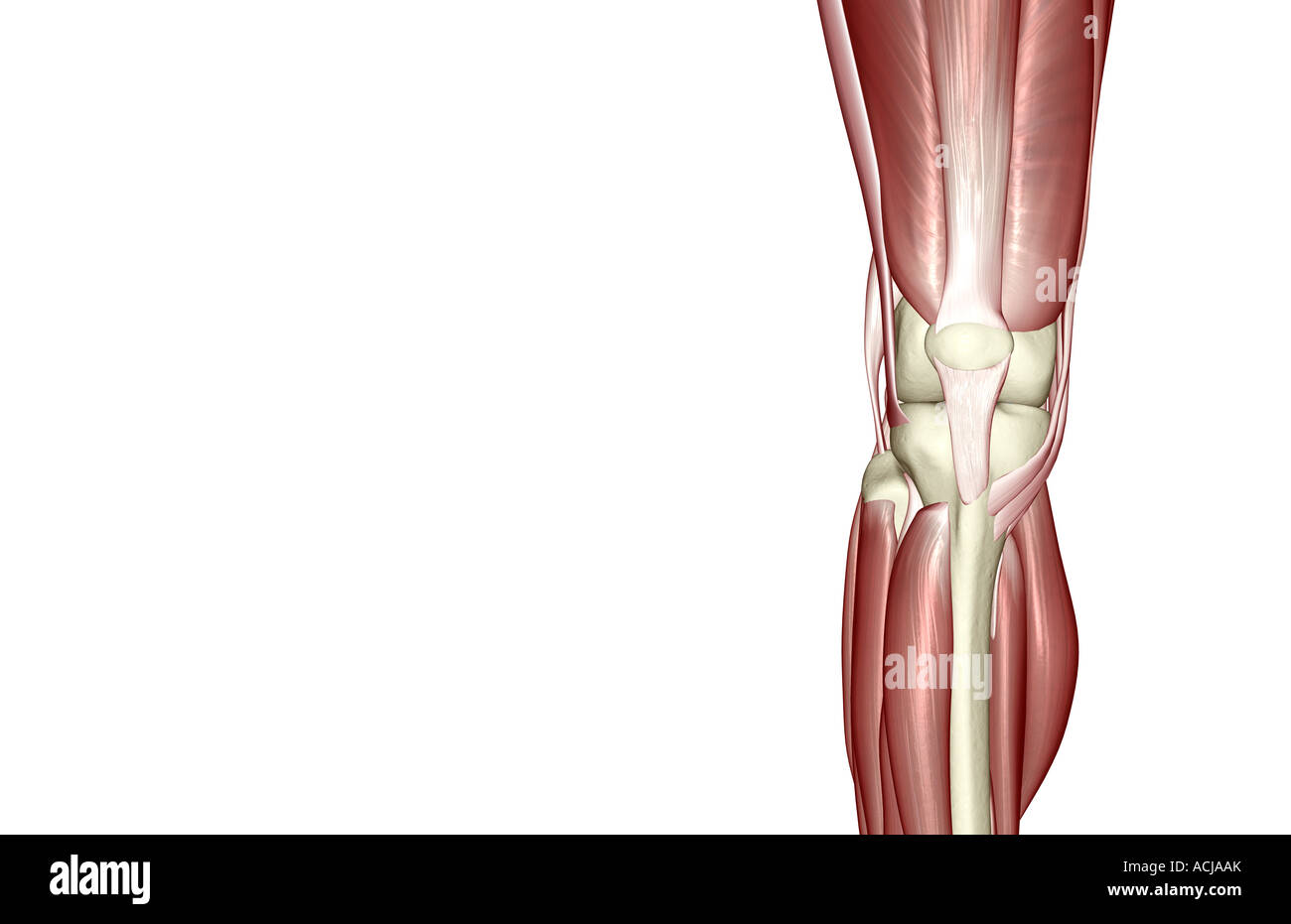 The muscles of the knee Stock Photo - Alamy