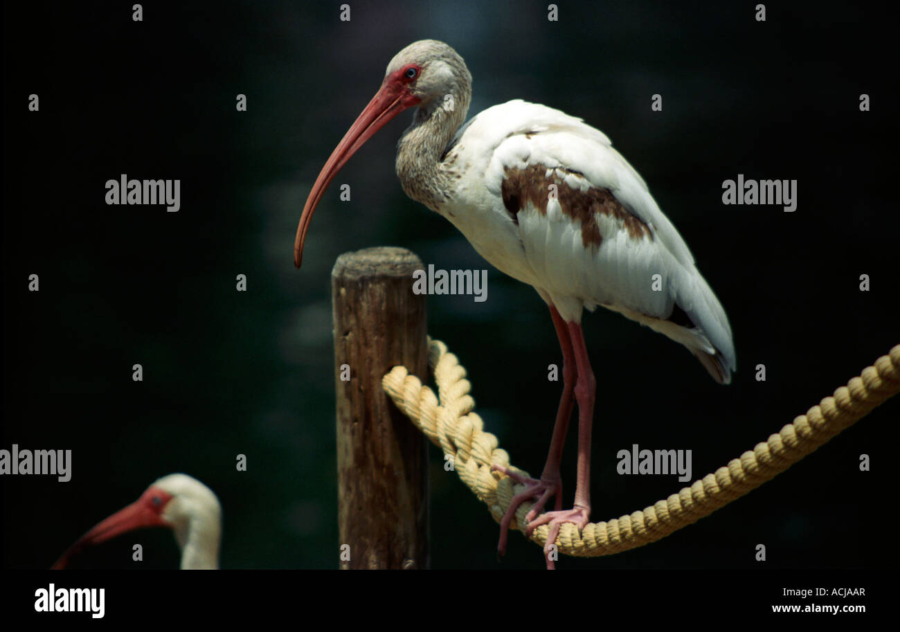 Ibis in Florida USA Stock Photo - Alamy