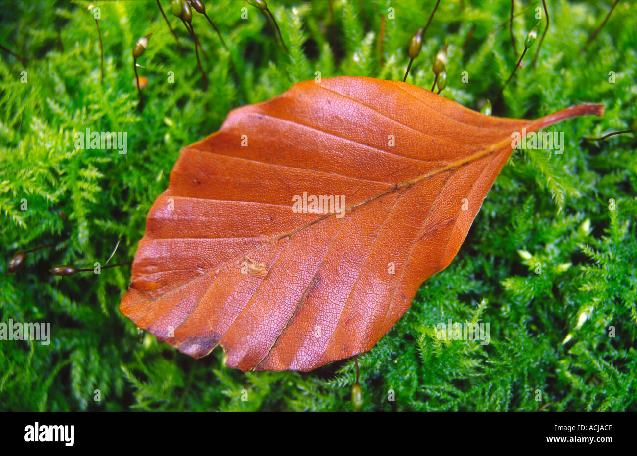 Beech leaf hi-res stock photography and images - Alamy