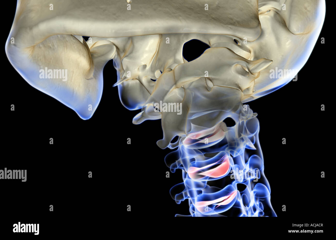 The bones of the neck Stock Photo - Alamy