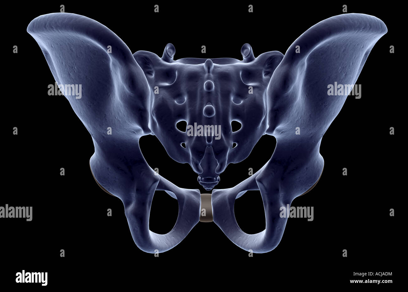 The bones of the pelvis Stock Photo - Alamy