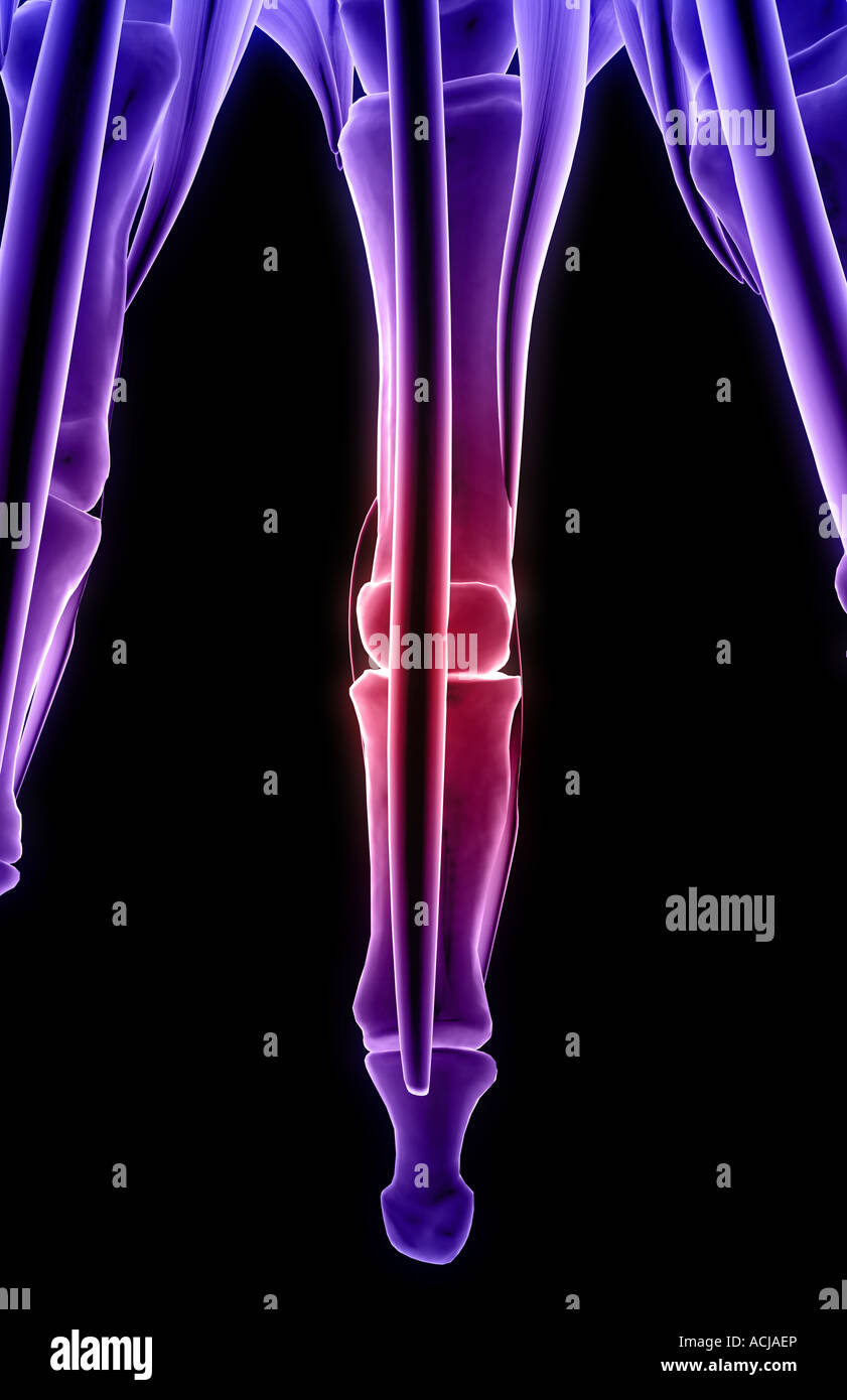 The muscles of the fingers Stock Photo - Alamy