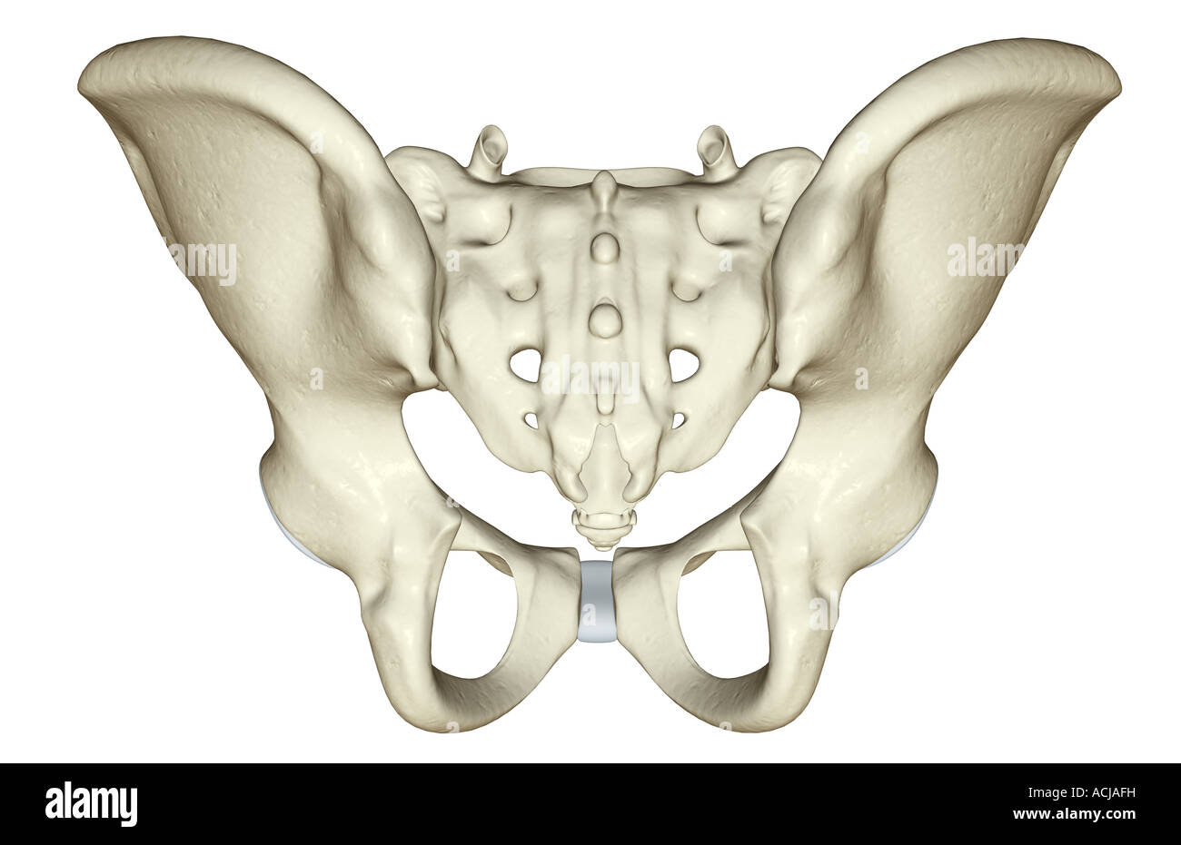 The bones of the pelvis Stock Photo - Alamy