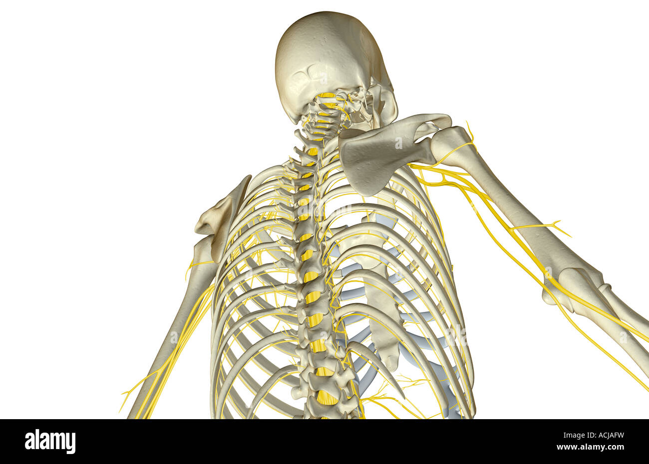 The nerves of the upper body Stock Photo - Alamy