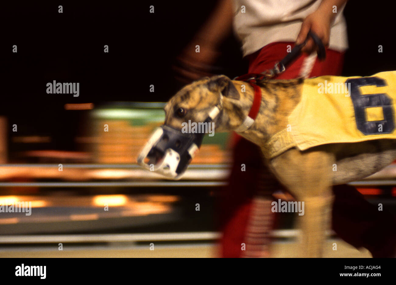 Grayhound racing hi-res stock photography and images - Alamy