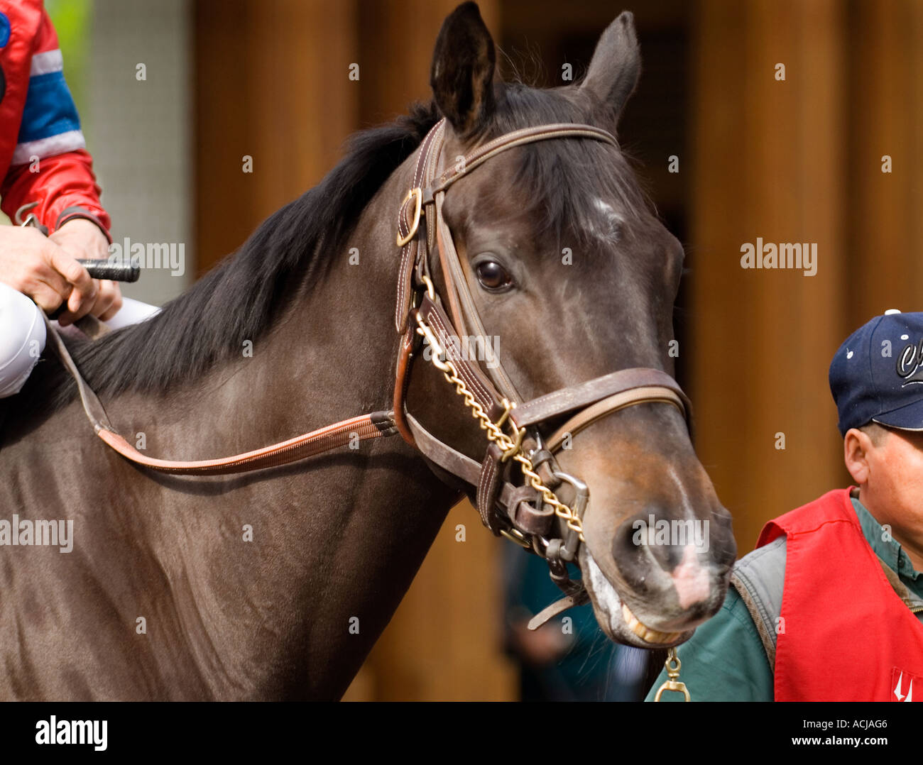 Thoroughbred race horse blinders hi-res stock photography and images ...