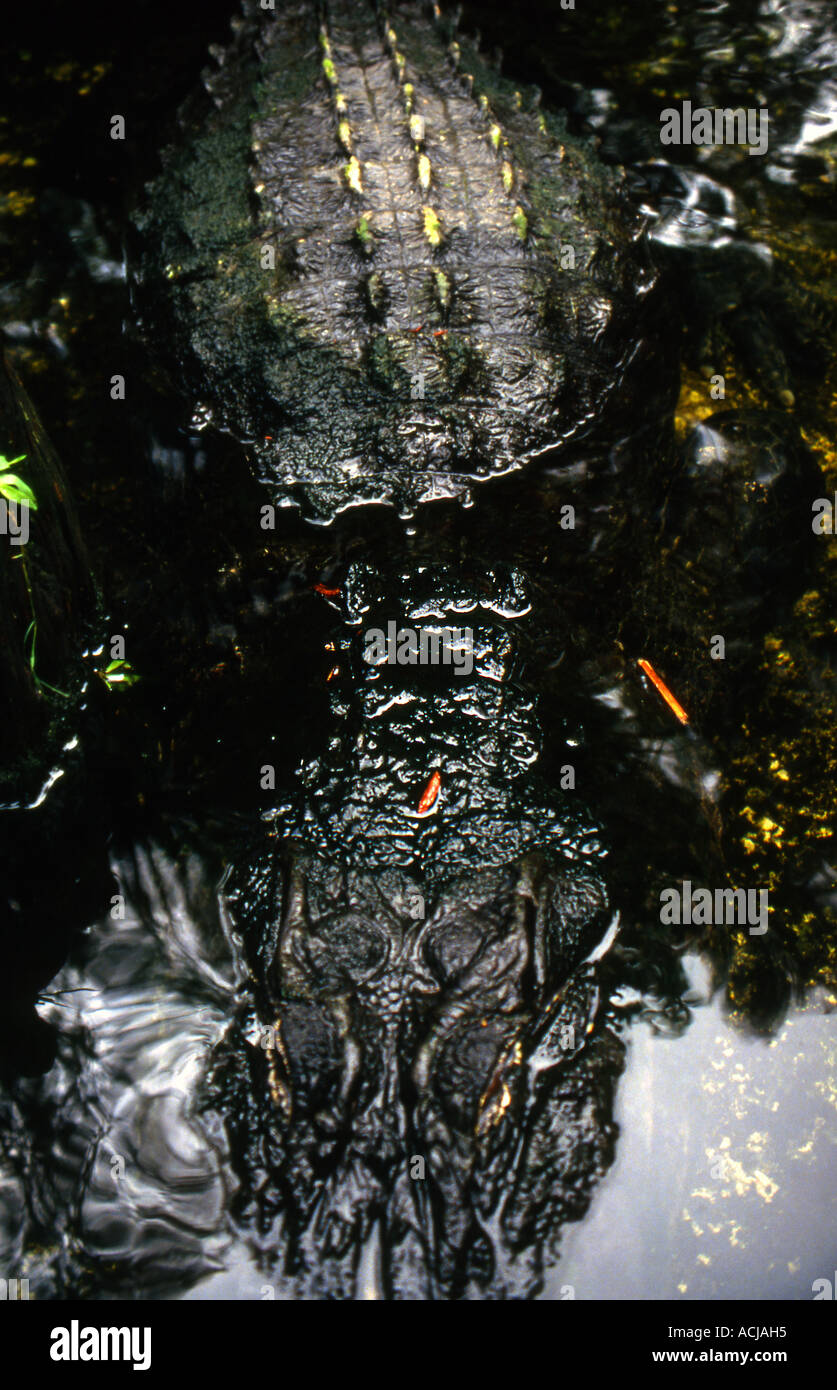 Alligator looking from water hi-res stock photography and images - Alamy