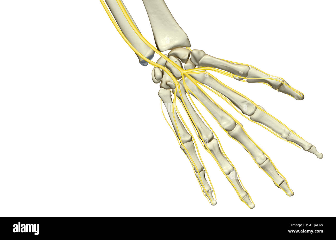 The nerves of the hand Stock Photo - Alamy