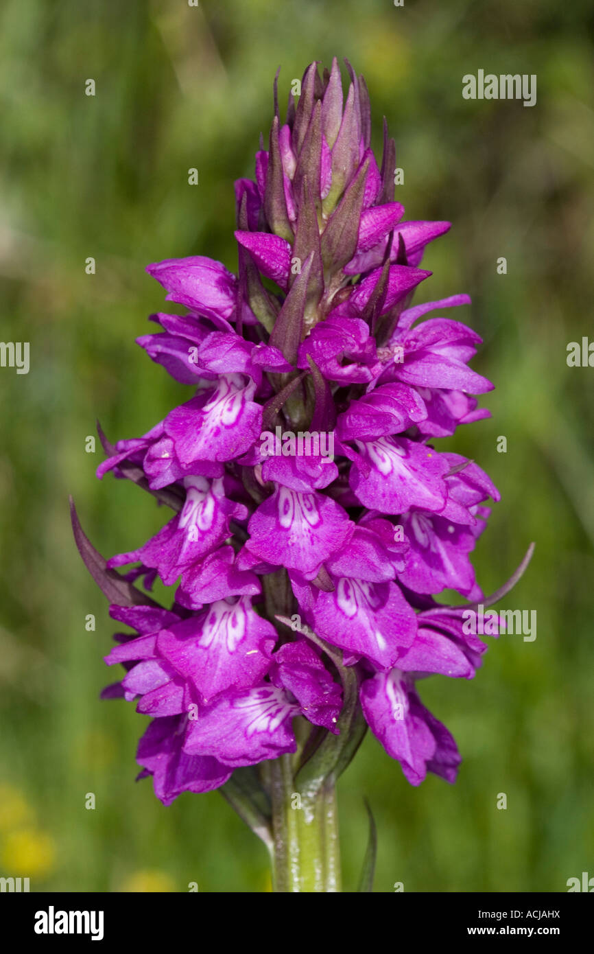 Dactylorhiza cordigera orchid Stock Photo - Alamy