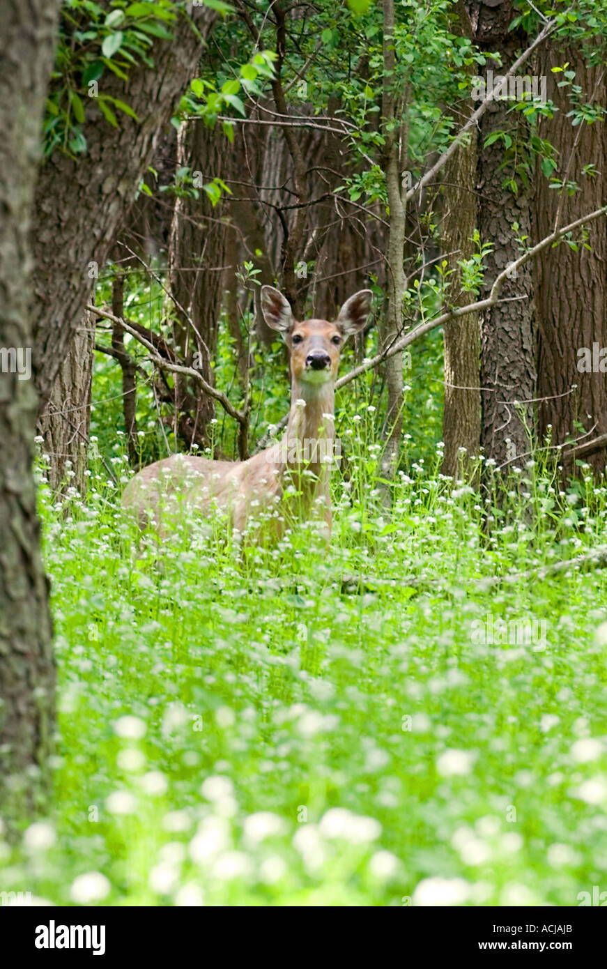 Deer in Woods Stock Photo - Alamy